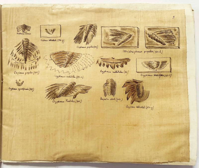 Highly important collection of fossil drawings from the specimens in ...