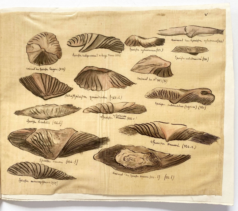 Highly important collection of fossil drawings from the specimens in ...
